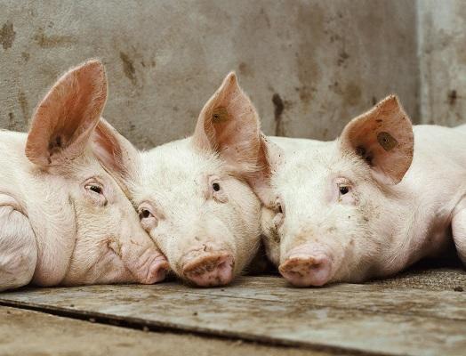 MSD Animal health: Porcine pleuropneumonia