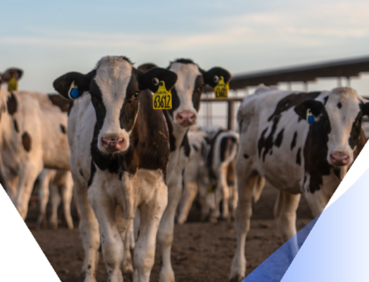 SenseHub Dairy Youngstock | MSD Animal Health HUB