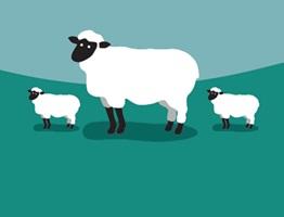 How to Protect Lambs: Focus on Immunity-Led Disease Prevention to ...