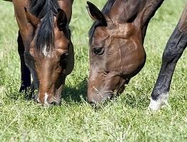 KBHH Social Media Worming | MSD Animal Health HUB