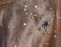 Fly, Midge and Lice Control | MSD Animal Health HUB