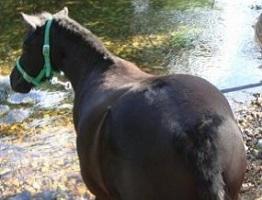 Ectoparasites in Horses | MSD Animal Health HUB