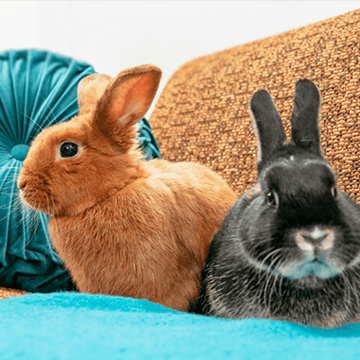 MSD Animal Health Hub: Nobivac® Myxo-RHD PLUS Q & A