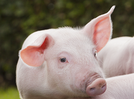 MSD Animal Health Swine