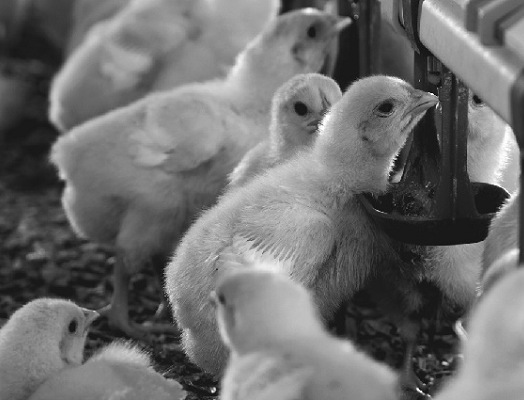 Breeder and hatchery management | MSD Animal Health HUB