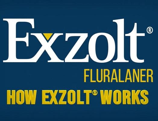 Exzolt Msd MSD Salud Animal En México, Lanza El Producto EXZOLT Para