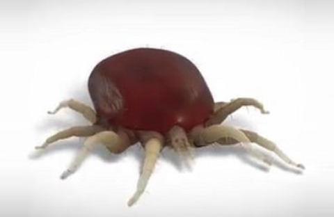 Red Mite Training | MSD Animal Health HUB