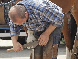 Routine Farriery and shoeing