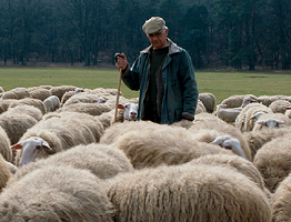Sheep Health | MSD Animal Health HUB