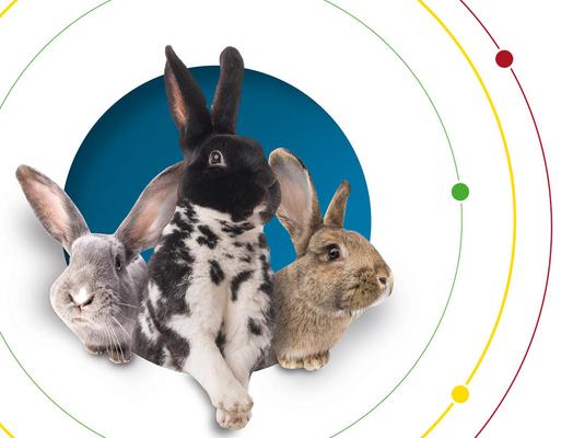 Nobivac Myxo-RHD PLUS for Rabbits | MSD Animal Health HUB