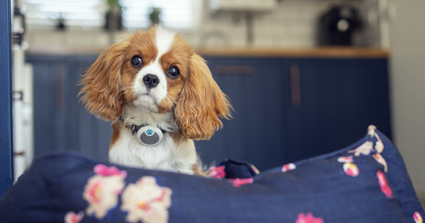 Animo® | MSD Animal Health HUB