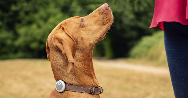 Animo® | MSD Animal Health HUB